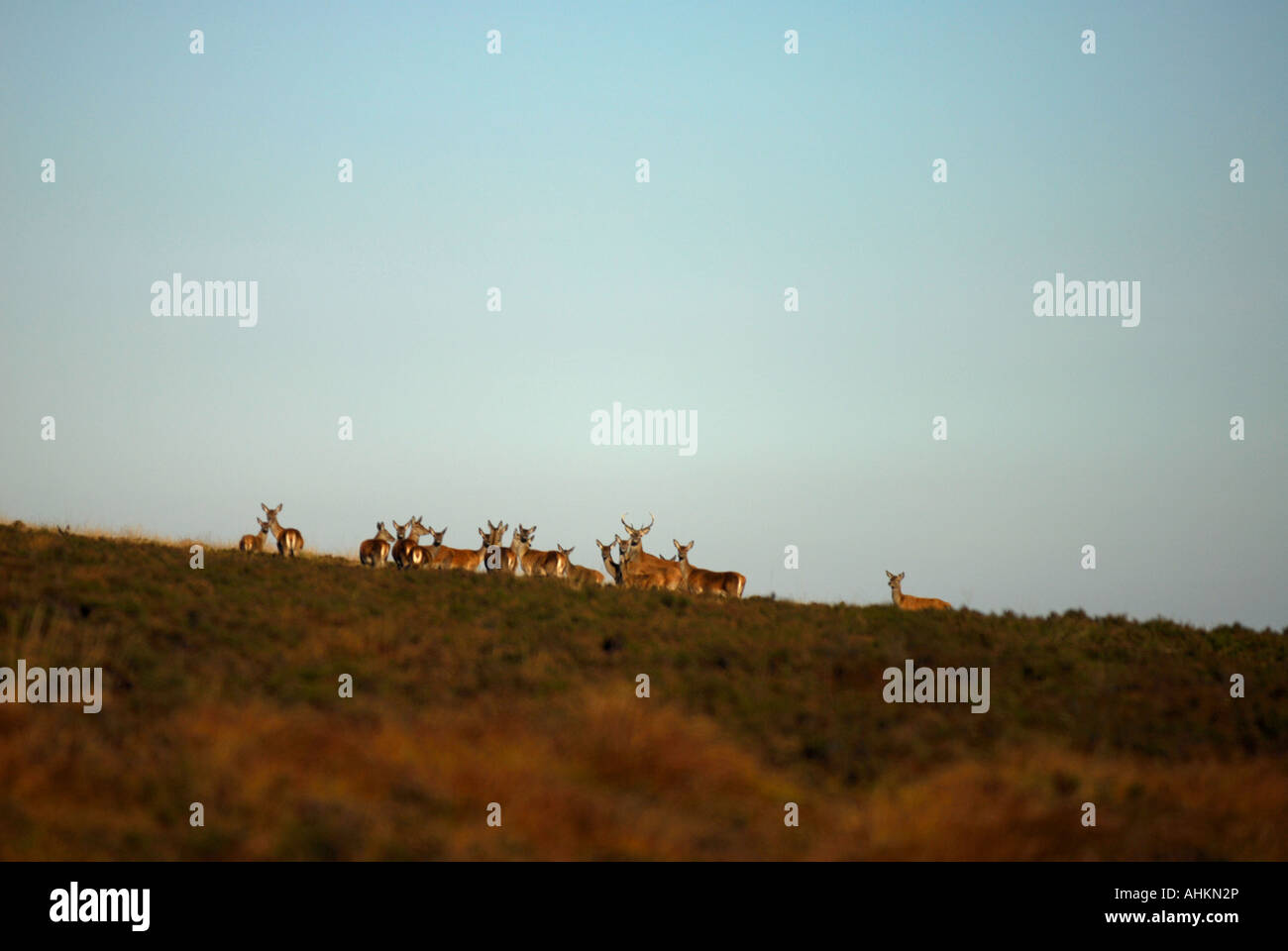 Red Deer on moorland in the Exmoor National Park as the sun rises Stock ...