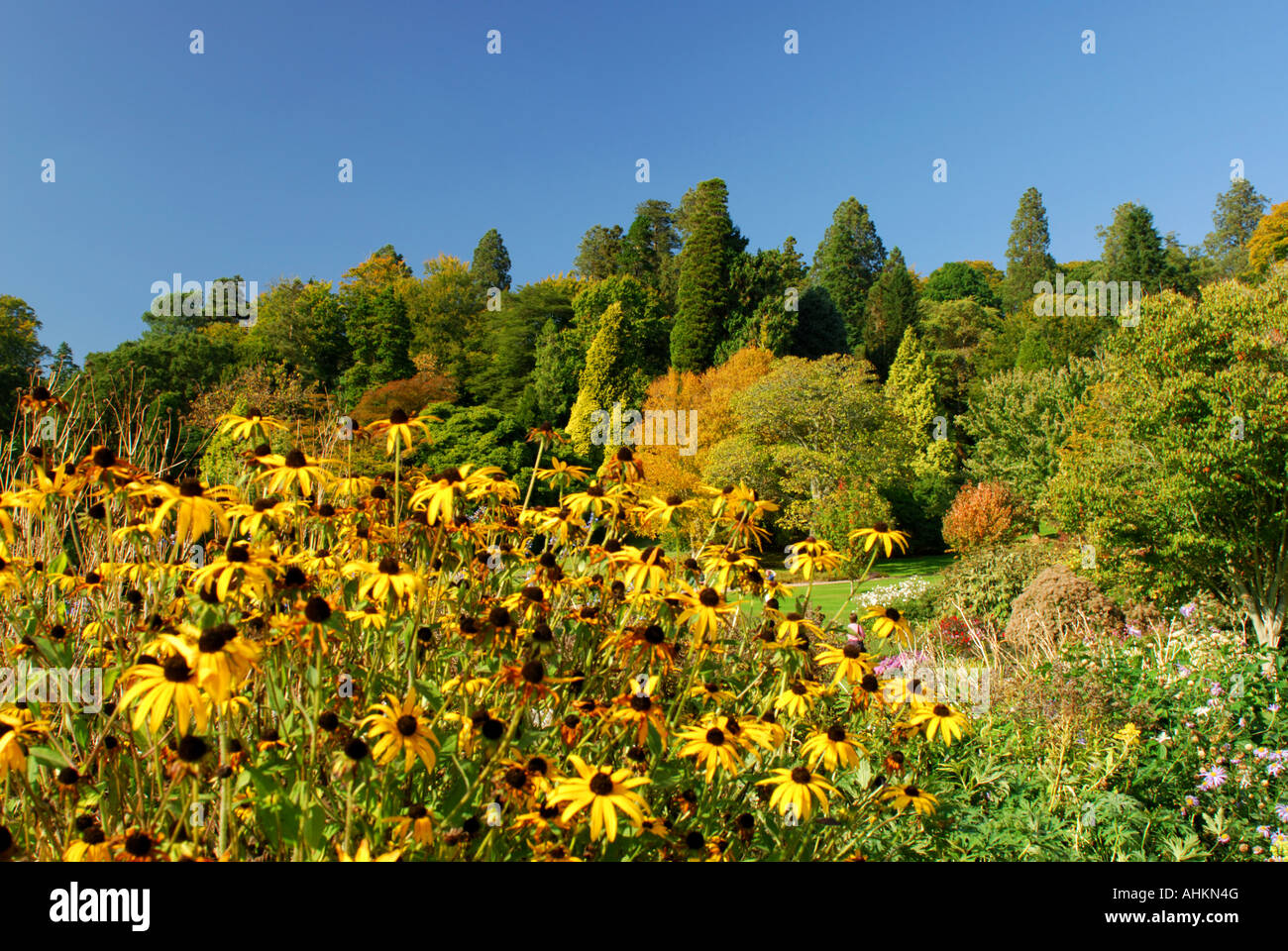 Bright and colourful garden scene at Killerton Stock Photo - Alamy
