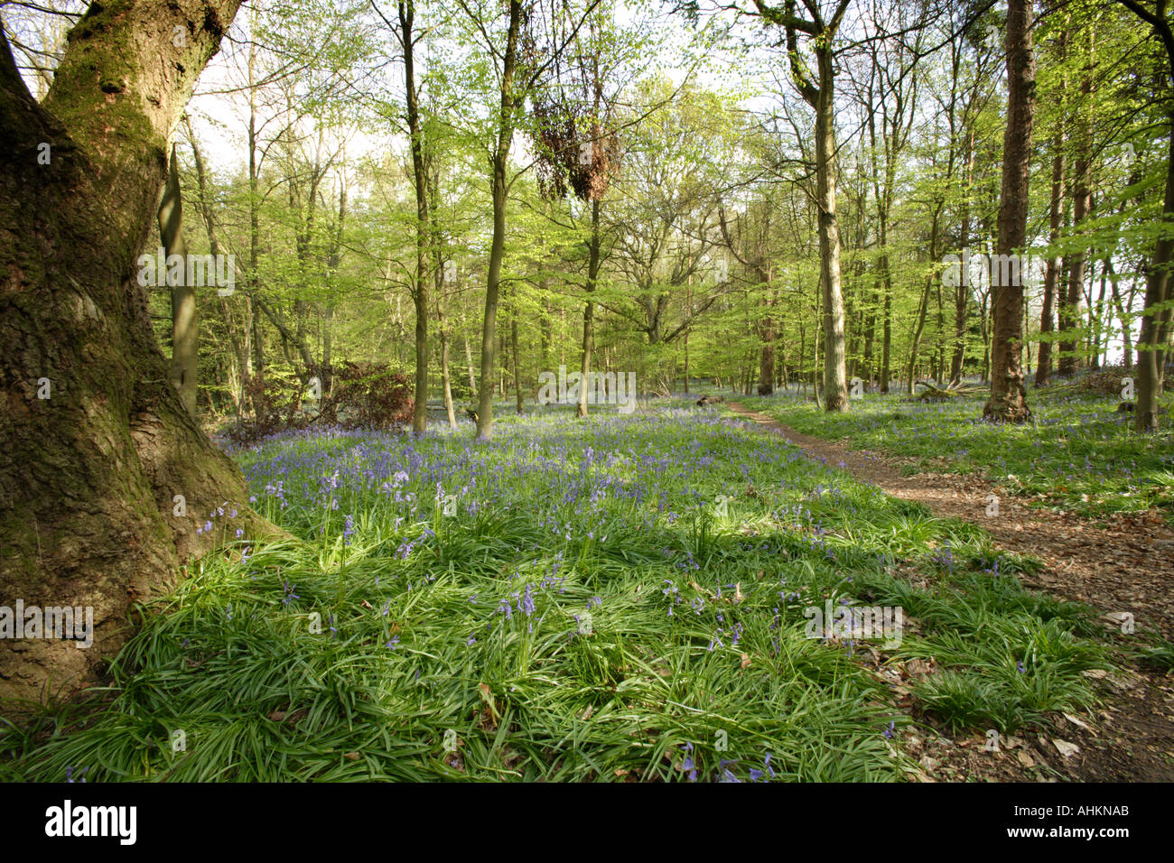 Path through bluebell wood at the Chantries Guildford Stock Photo - Alamy