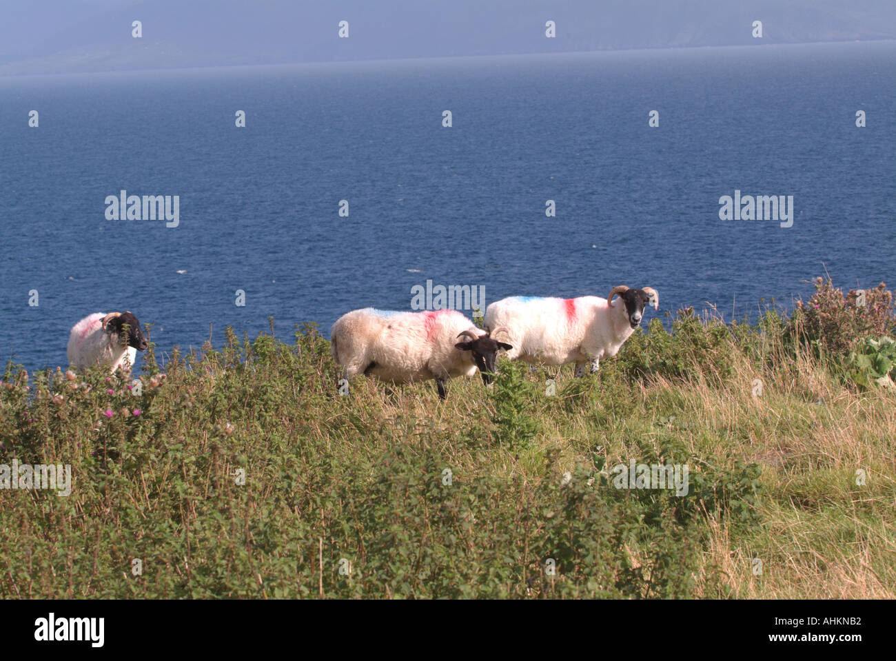 Sheep on a cliff edge hi-res stock photography and images - Alamy