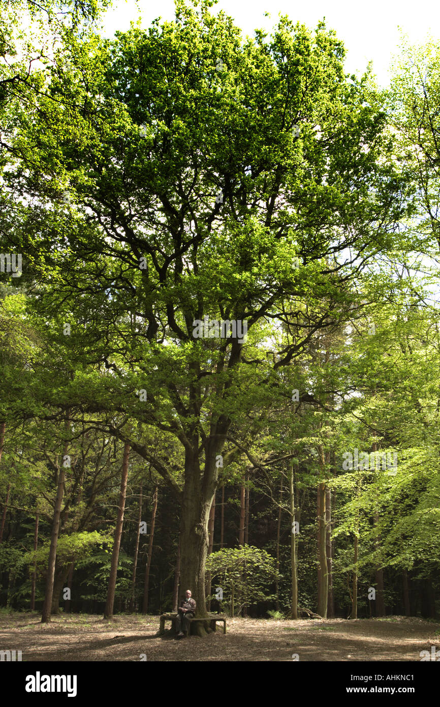 Man sitting under oak tree hi-res stock photography and images - Alamy