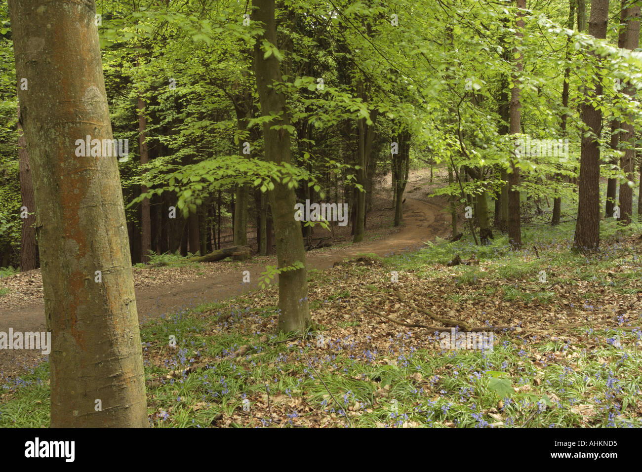 sandy path meandering through the woods in Chantries Guildford Stock ...