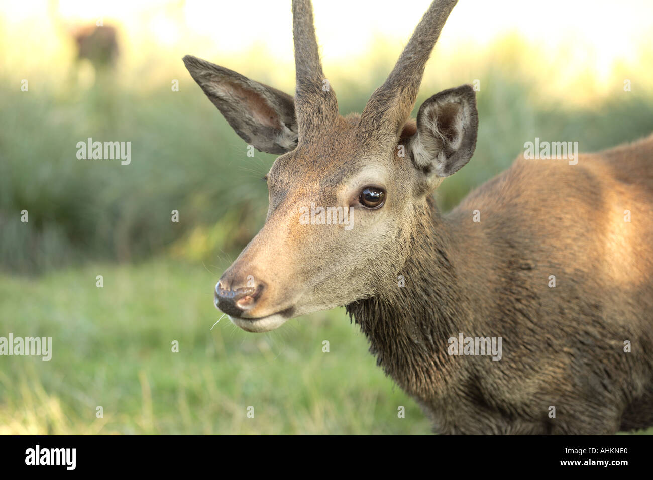 Head and shoulders of Young stag standing Stock Photo - Alamy