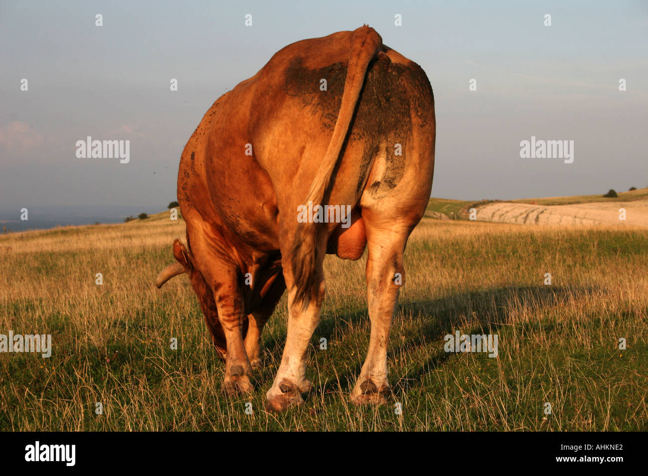 The bull ditchling hi-res stock photography and images - Alamy