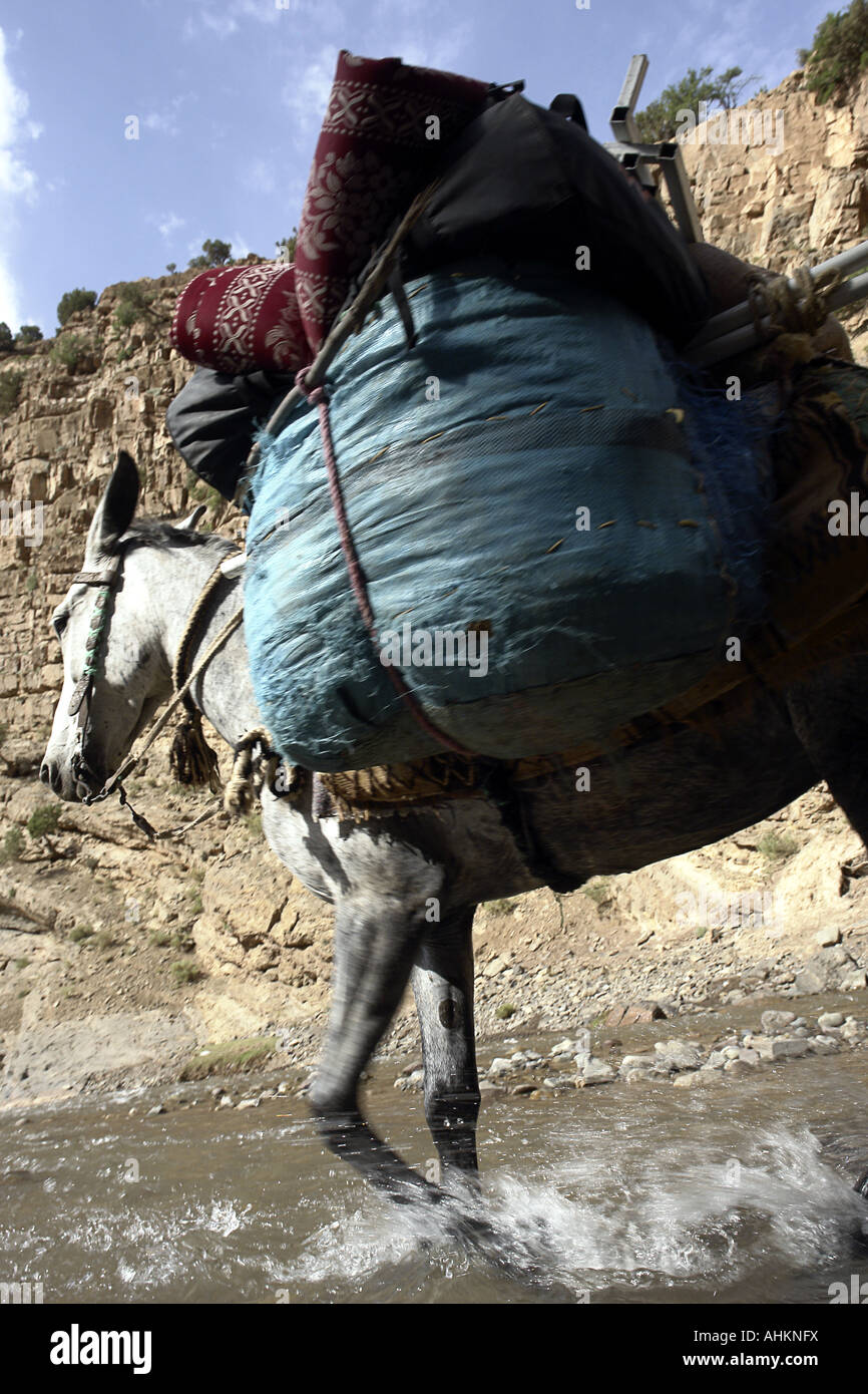Loaded Mule High Resolution Stock Photography and Images - Alamy