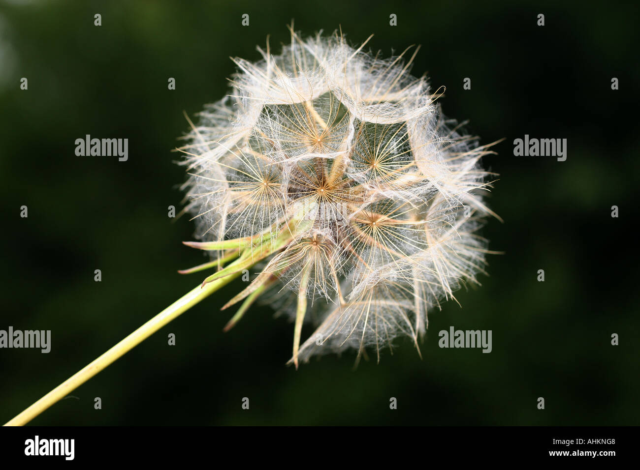 Airborne seeds on seed head ready for dispersal by the wind Stock Photo ...