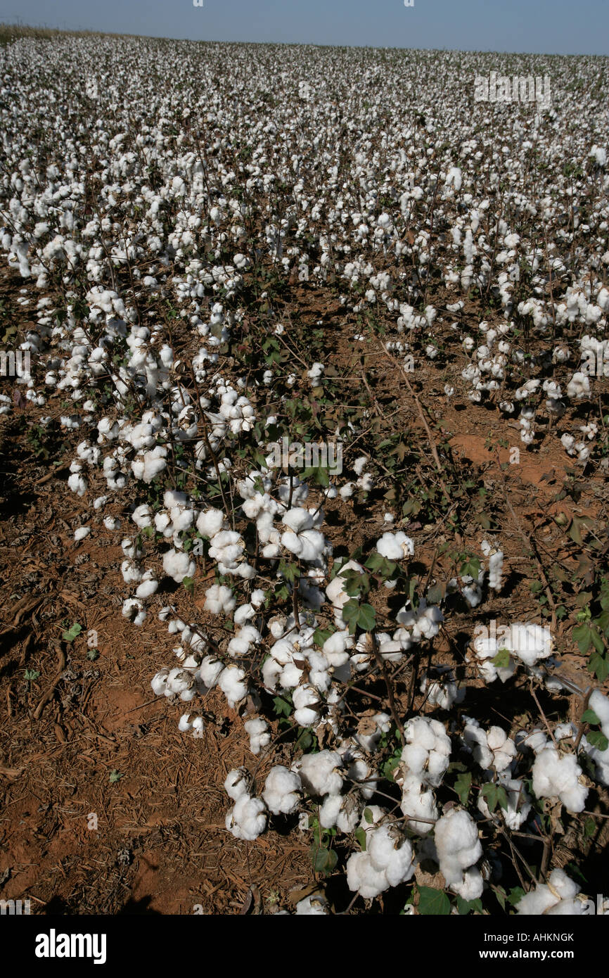 Cotton crop Brazil Stock Photo - Alamy