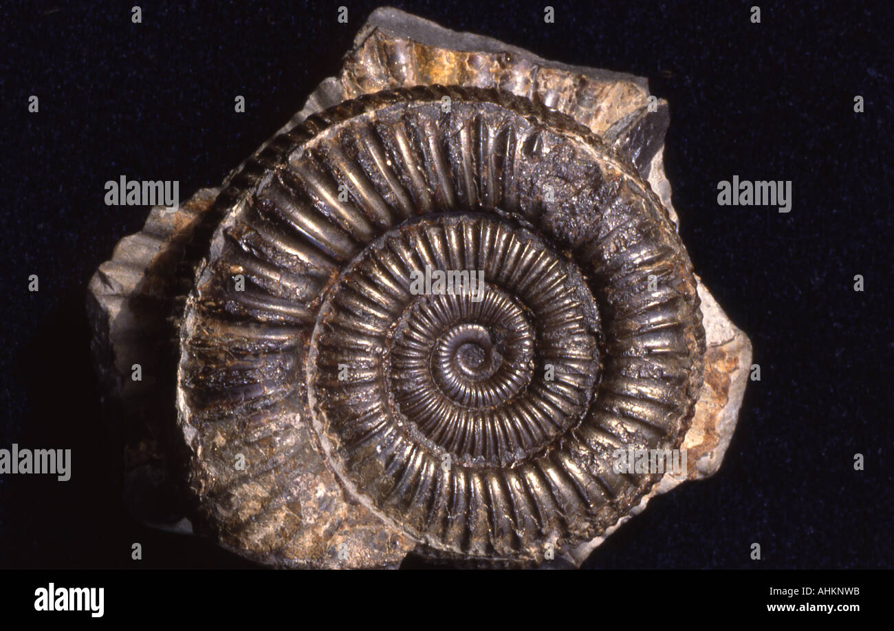 Prepared ammonite hi-res stock photography and images - Alamy