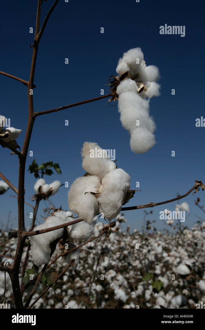 Cotton crop Brazil Stock Photo - Alamy
