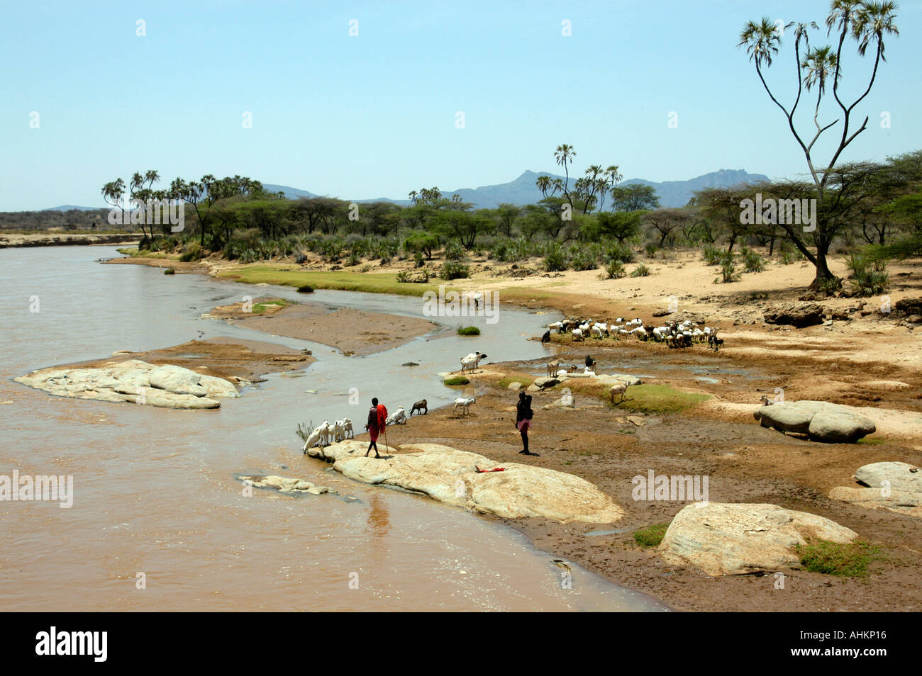 Africa Kenya cow cows nomadic nomads farm farmer Stock Photo - Alamy