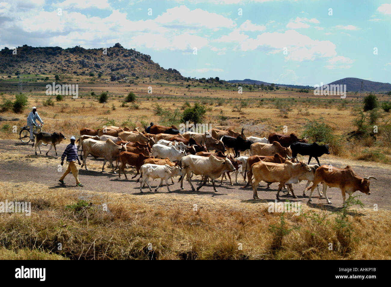 Africa Kenya cow cows nomadic nomads farm farmer Stock Photo - Alamy