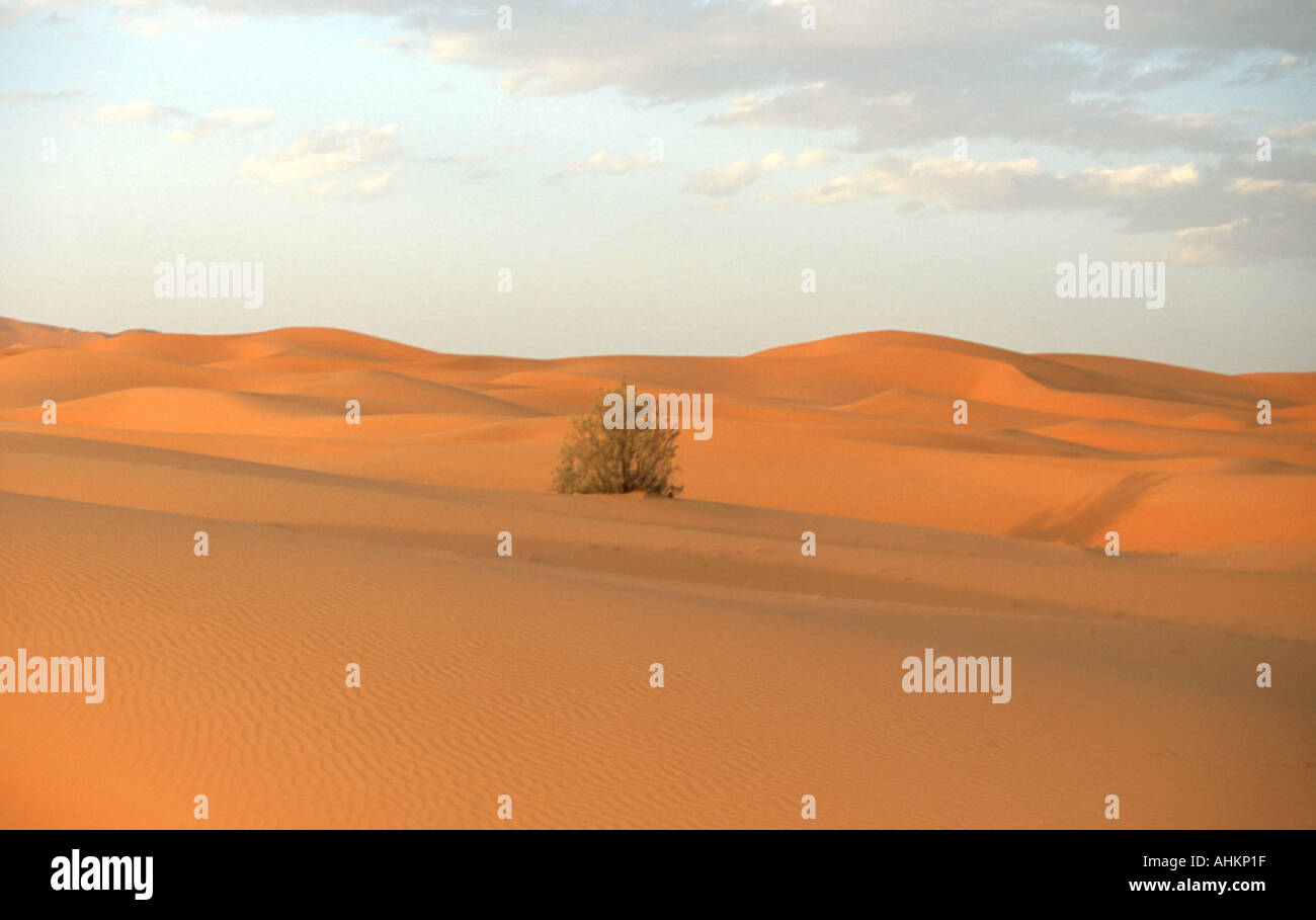Bush Growing In The Sahara Desert Stock Photo - Alamy