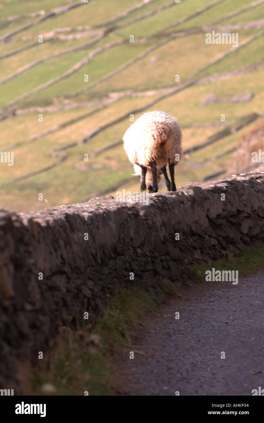 Sheep standing on a wall Stock Photo - Alamy
