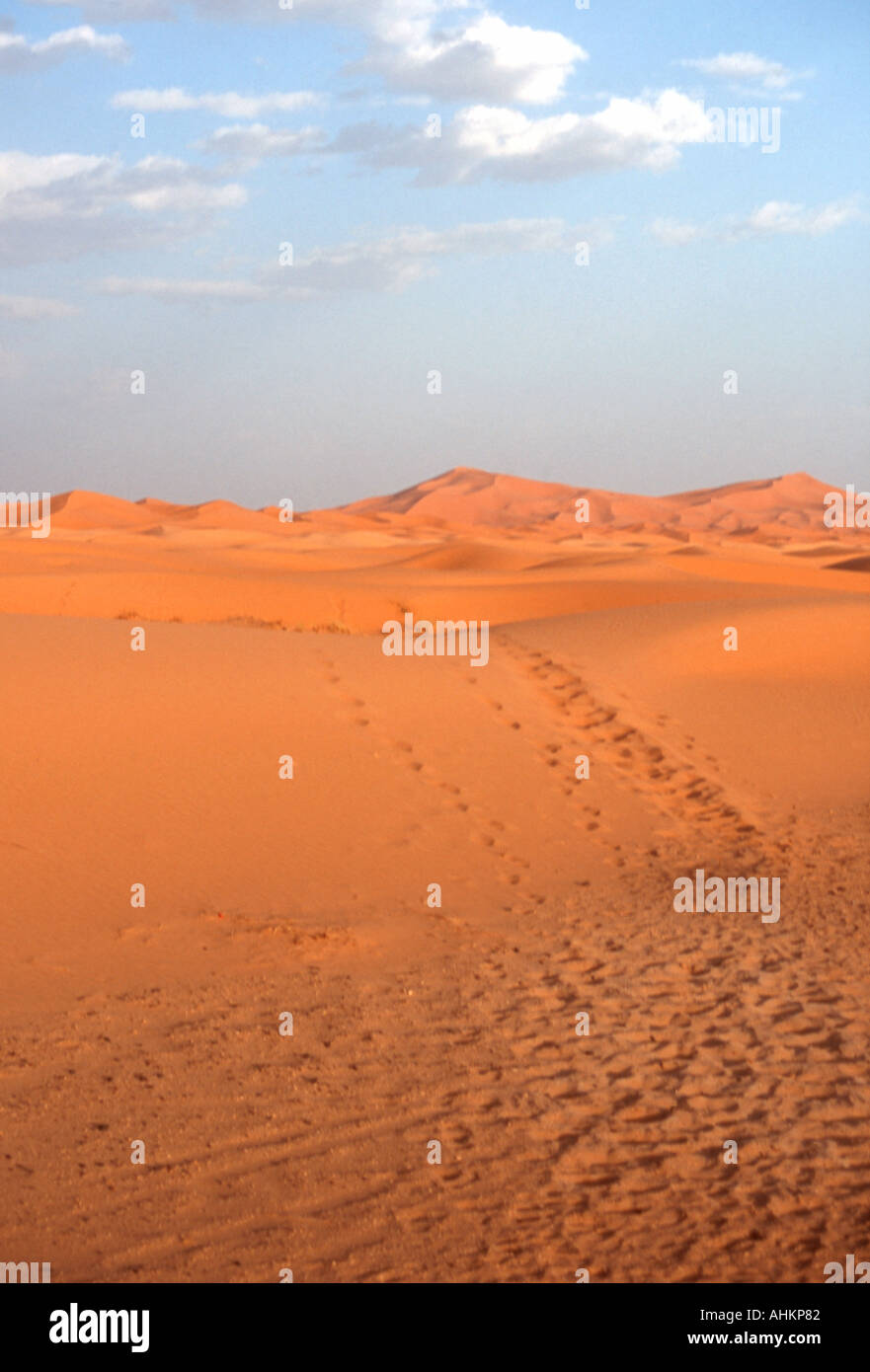 Camel Footprints Through Sahara Desert Stock Photo - Alamy