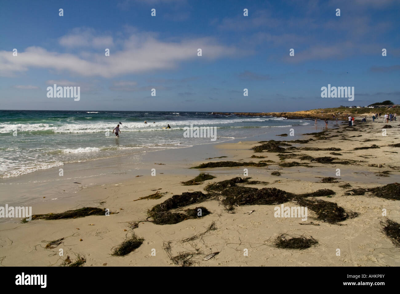 A scenic view of Asilomar beach in Pacific Grove, California Stock ...