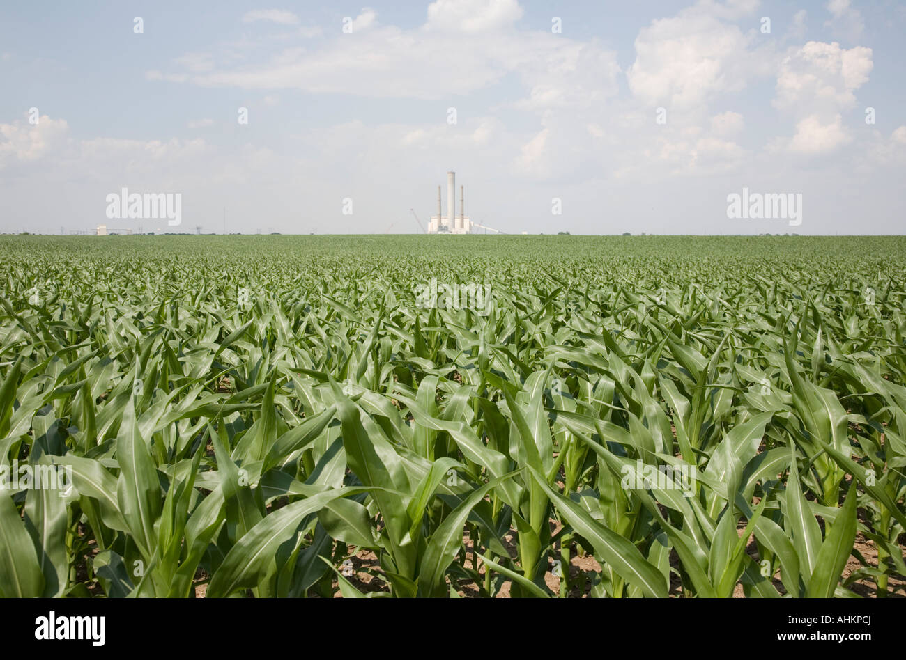 Close-up, expansive view of corn field in Iowa with processing plant ...