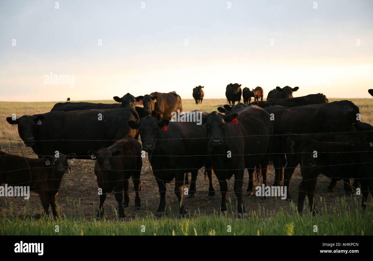 Cluster of cows Stock Photo - Alamy
