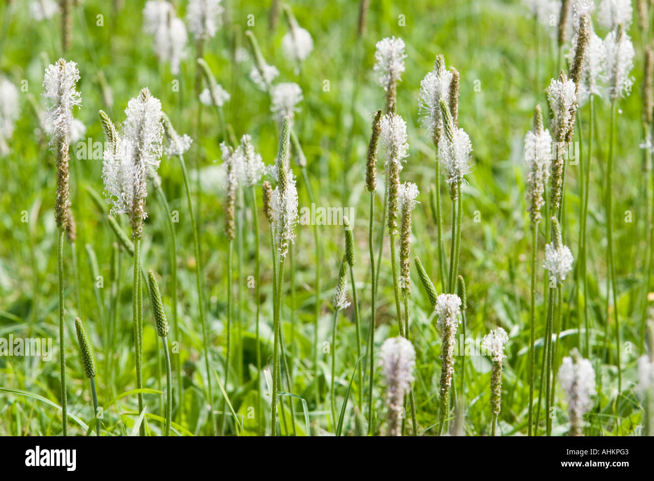 Plantain flowers in summer meadow Stock Photo - Alamy
