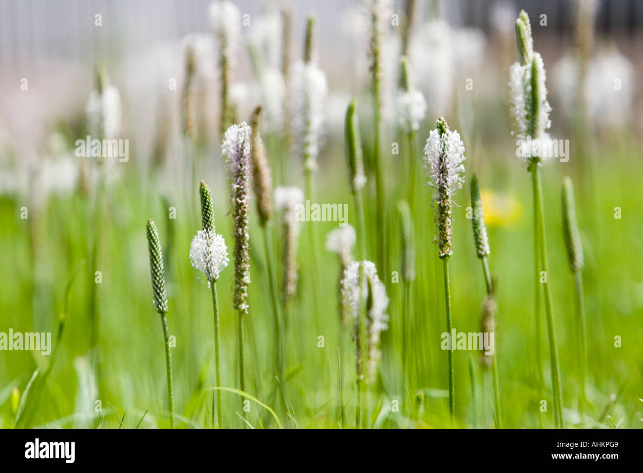Plantain flowers in summer meadow Stock Photo - Alamy