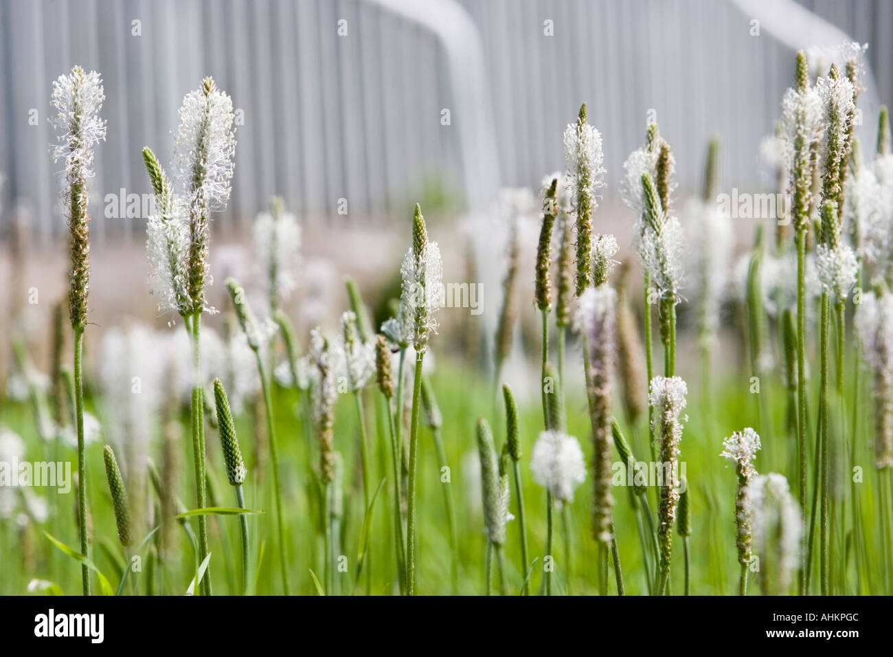 Plantain flowers in summer meadow Stock Photo - Alamy