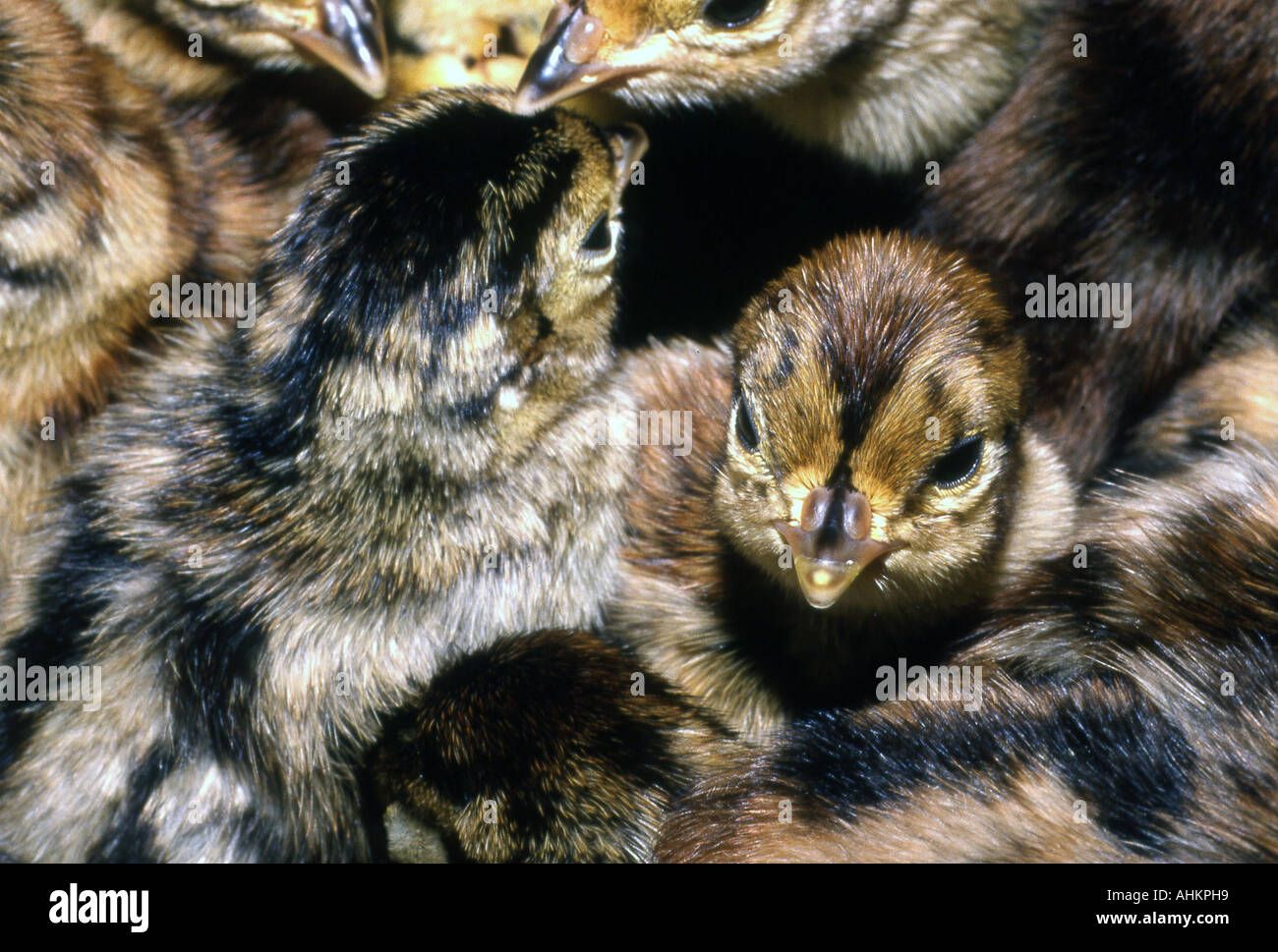 Very close shot of day old Pheasant chicks after removal from the ...