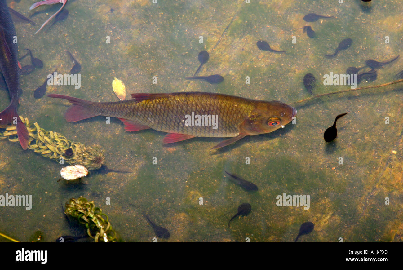Rudd fresh water hi-res stock photography and images - Alamy