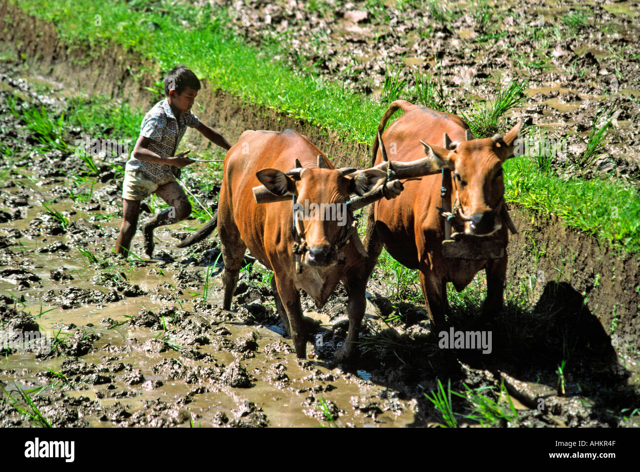 Ploughing with cows hi-res stock photography and images - Alamy