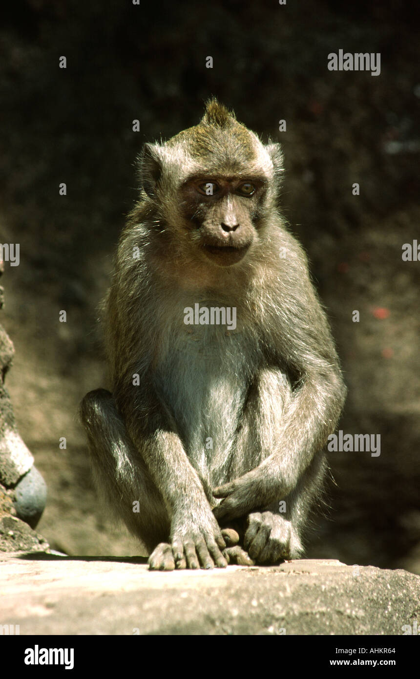 Balinese monkey life hi-res stock photography and images - Alamy