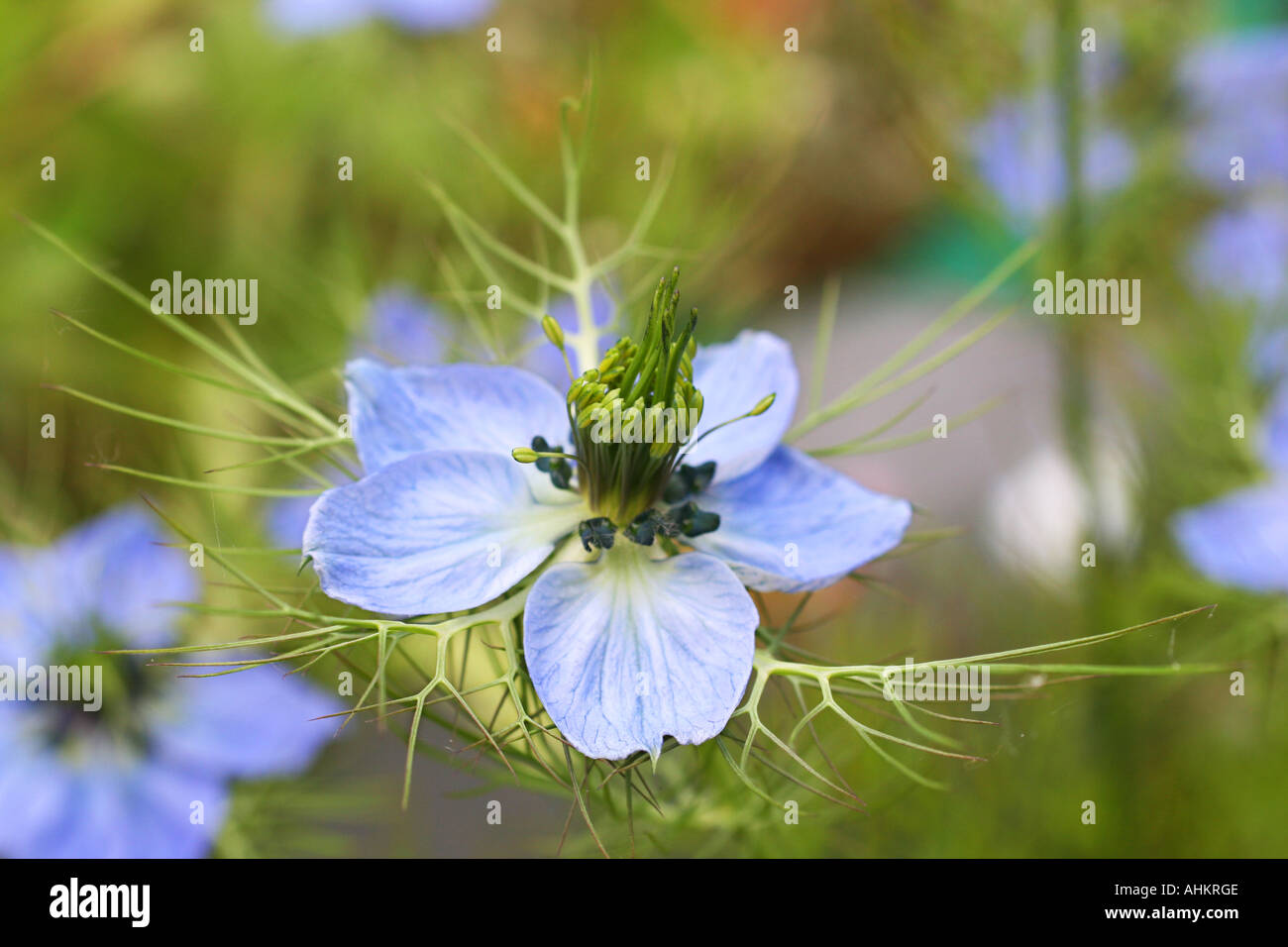 Love in mist flower hi-res stock photography and images - Alamy