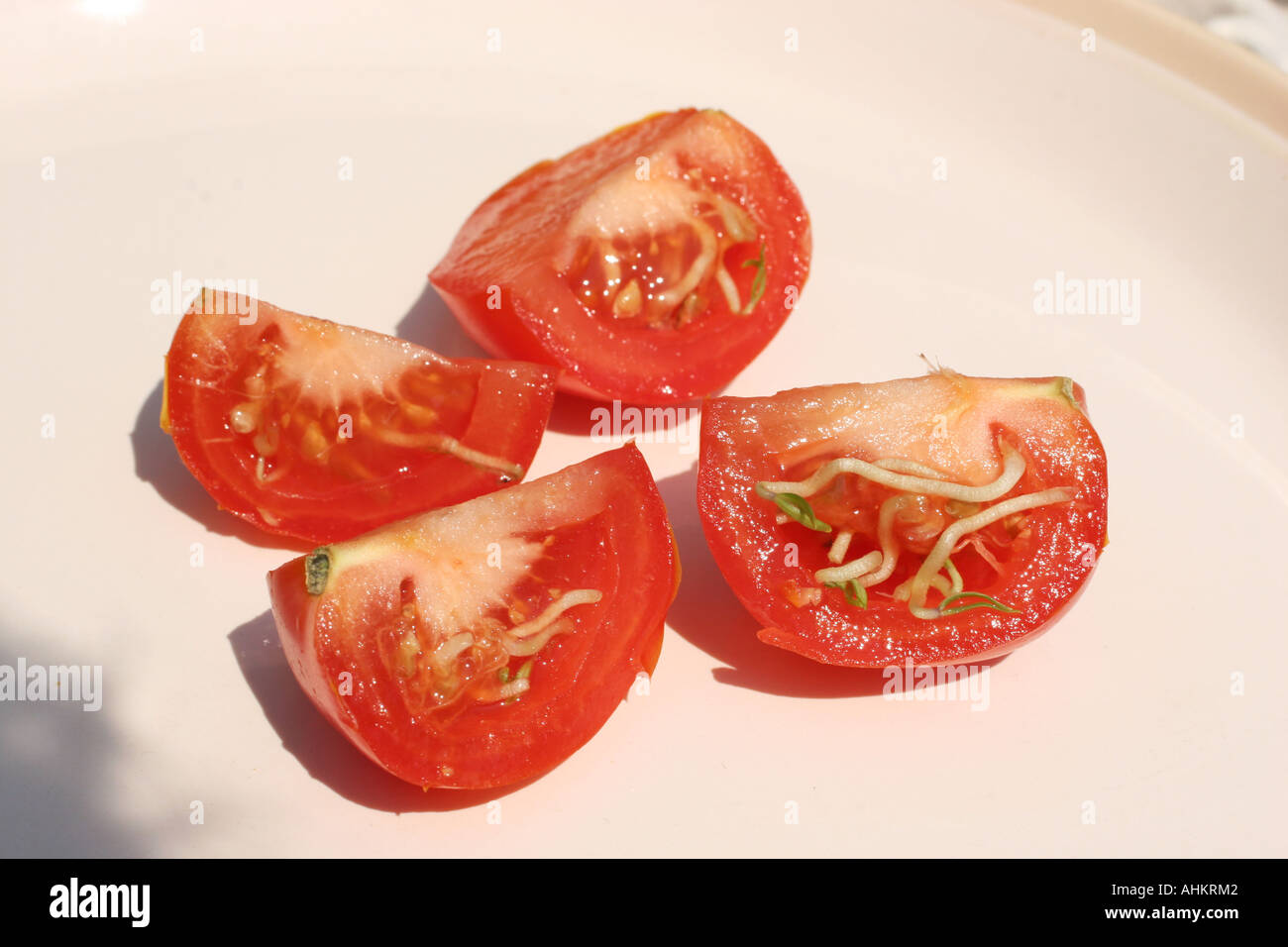 Germinate inside tomato hi-res stock photography and images - Alamy