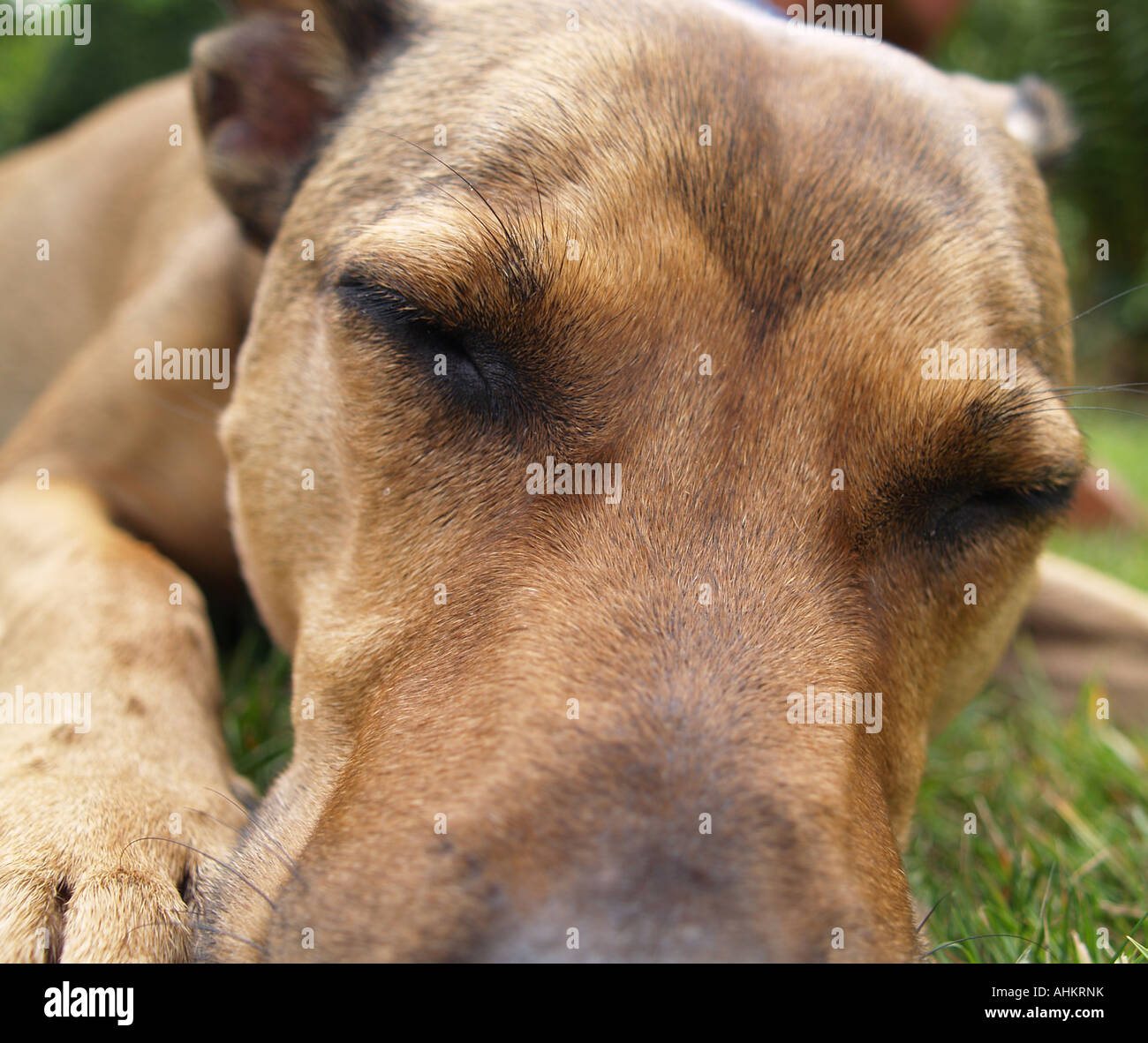 Extreme Close Up of a Staffordshire Bull Terrier Cross, Male Dog Stock ...