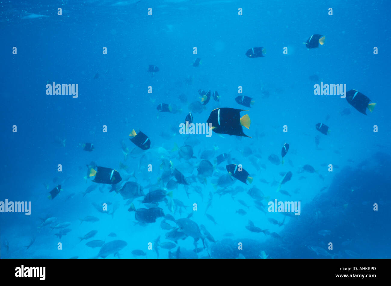 Underwater volcanoes galapagos hi-res stock photography and images - Alamy