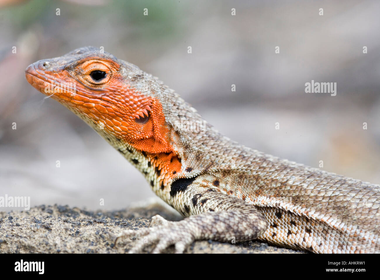 Ecuador Galapagos Islands Lava Lizard Microlophus albemarlensis resting ...