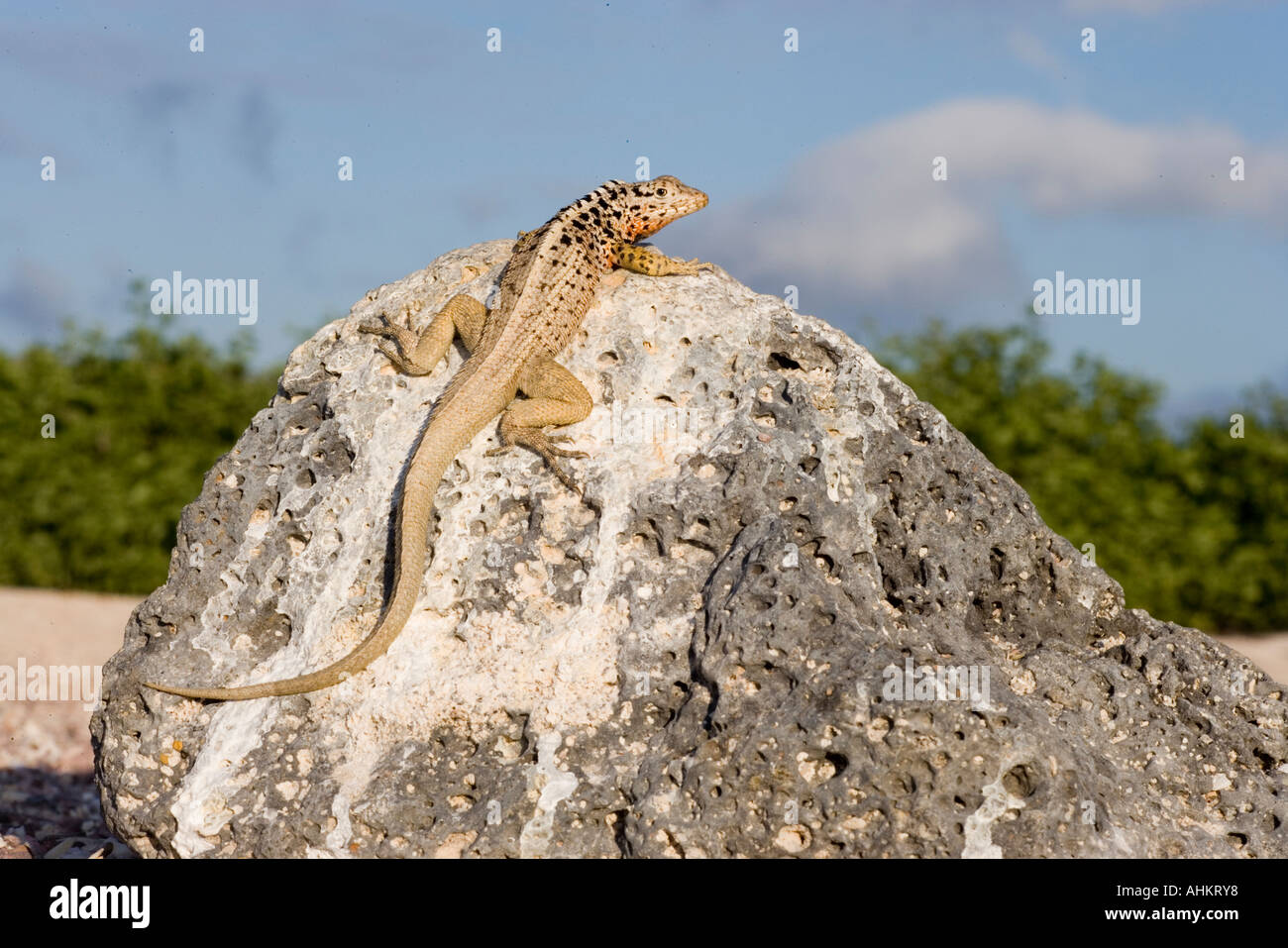 Ecuador Galapagos Islands Lava Lizard Microlophus albemarlensis resting ...