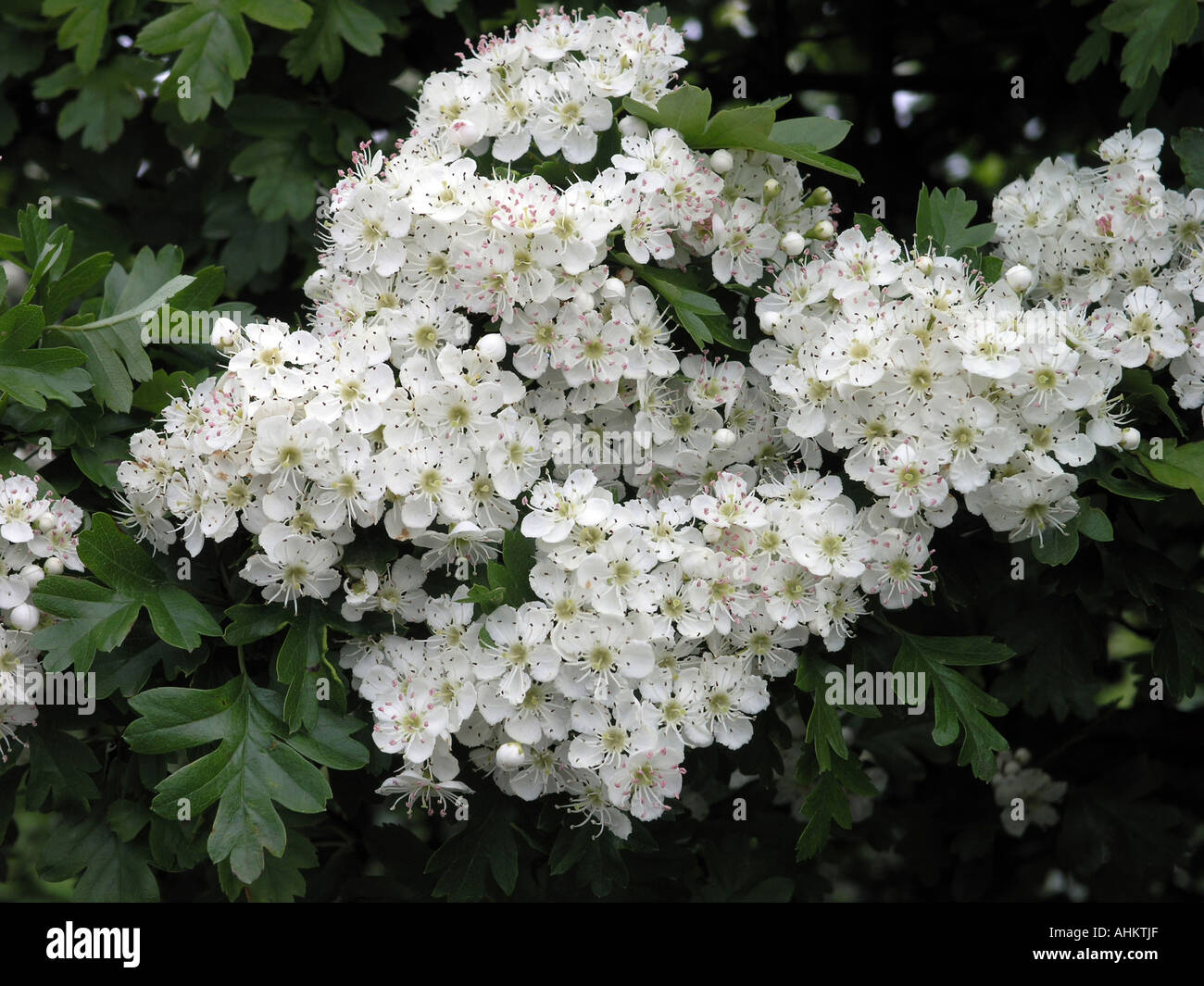 Mayflower hawthorn hedge hi-res stock photography and images - Alamy