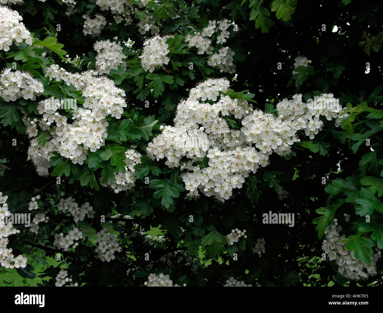 Mayflower hawthorn hedge hi-res stock photography and images - Alamy