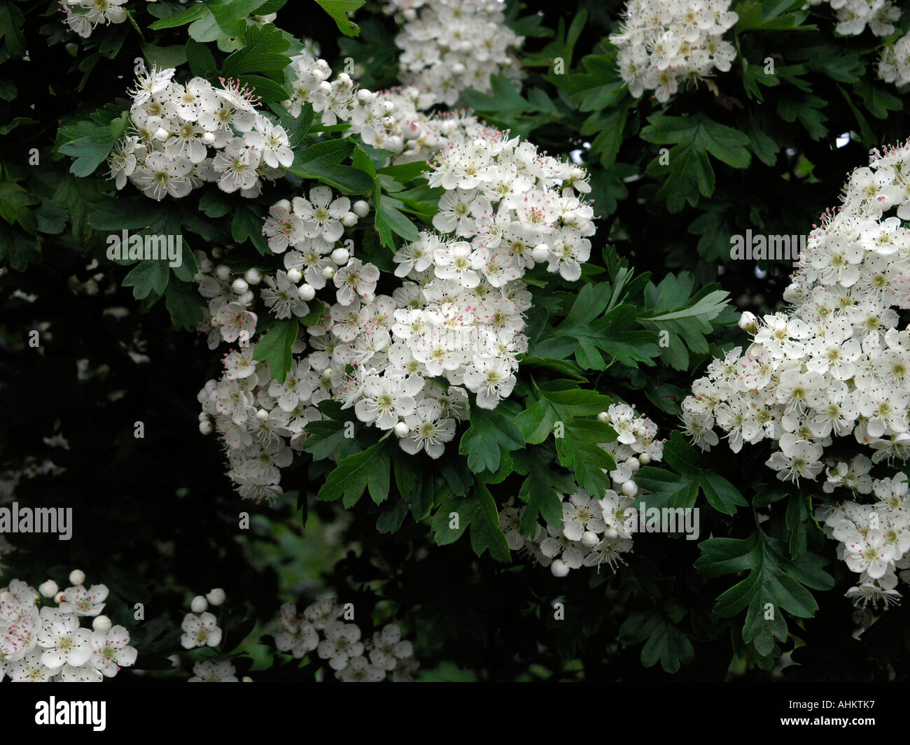 Mayflower hawthorn hedge hi-res stock photography and images - Alamy