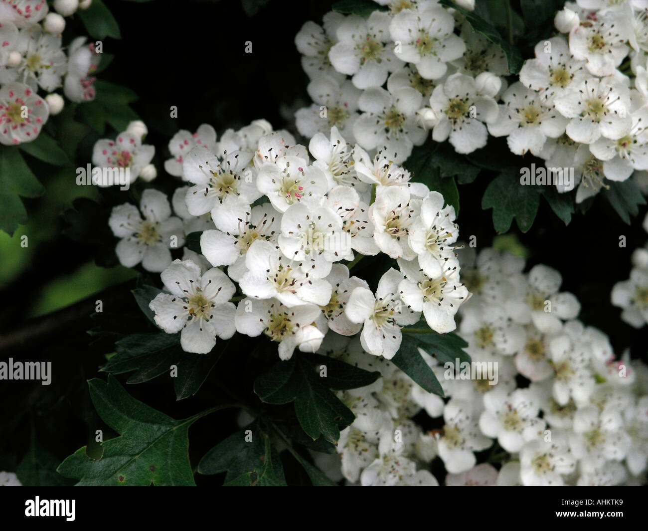 Mayflower hawthorn hedge hi-res stock photography and images - Alamy
