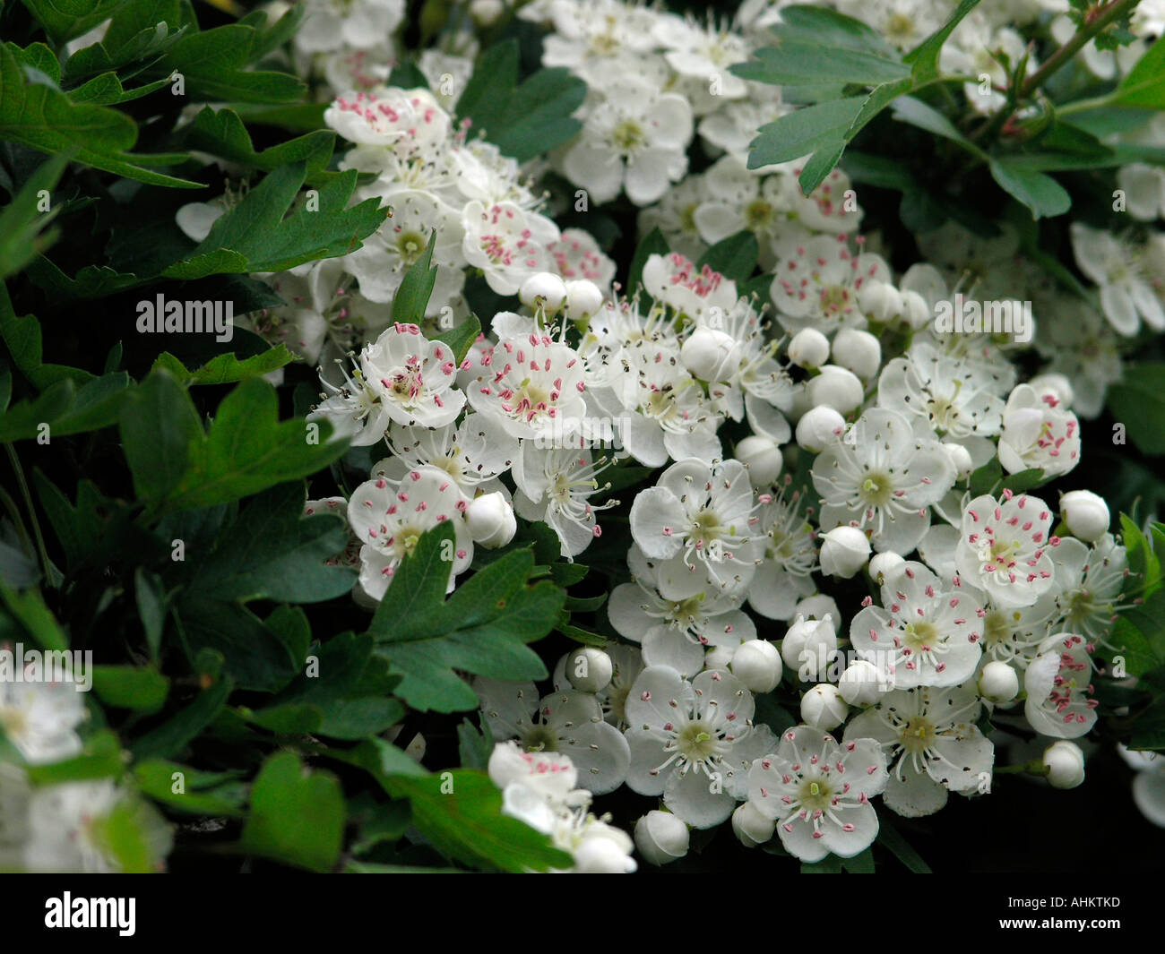 Mayflower hawthorn hedge hi-res stock photography and images - Alamy