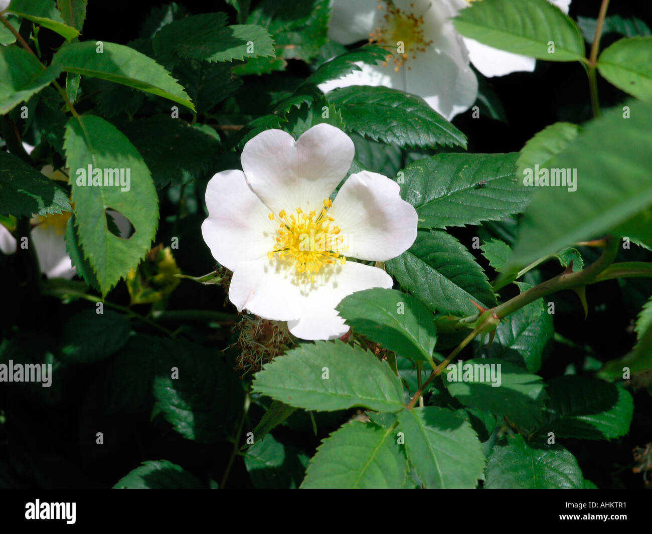 Dog rose Rosa canina Stock Photo - Alamy