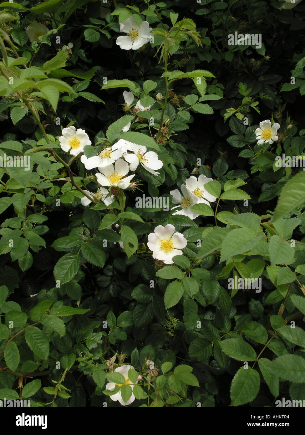 Dog rose Rosa canina Stock Photo - Alamy