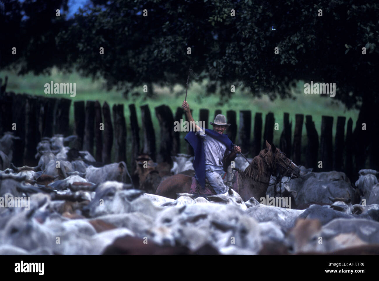 Venezuela Apure State Llaneros cowboy drives cattle herd into muddy ...
