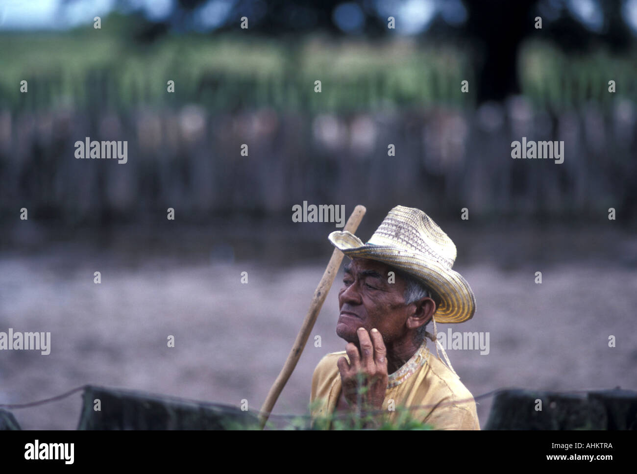 Venezuela Apure State Llaneros cowboy watching cattle in muddy corral ...