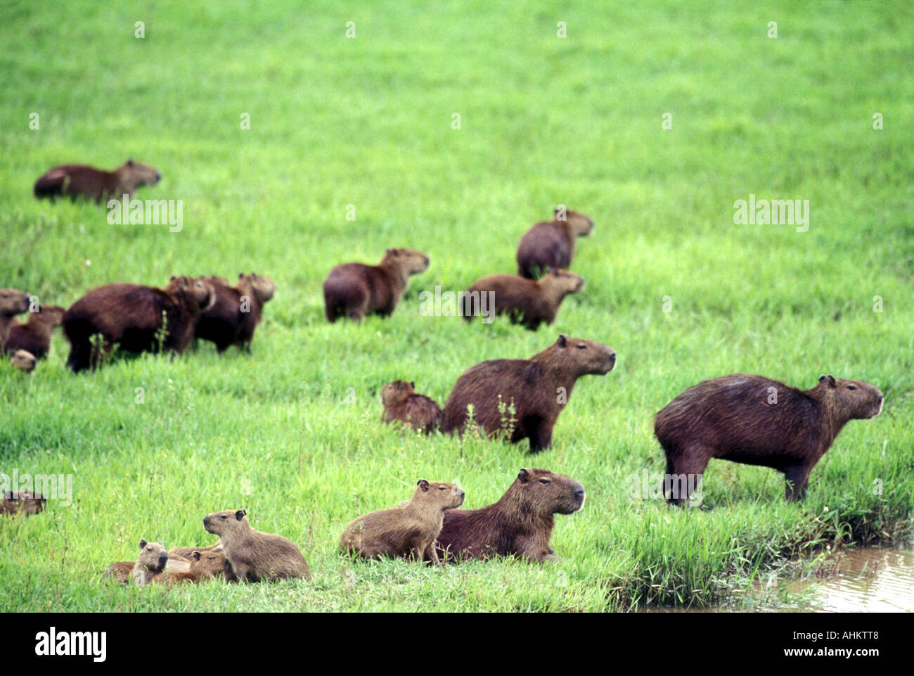 Venezuela Apure State Capybaras Hydrochoerus hydrochaeris along flooded ...