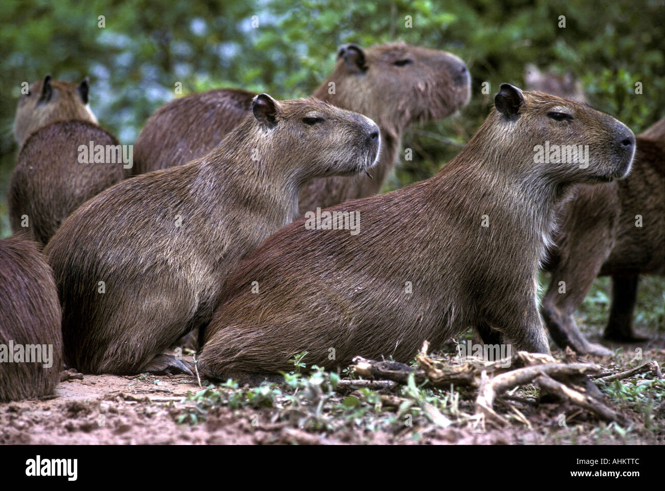 Venezuela Apure State Capybaras Hydrochoerus hydrochaeris along flooded ...