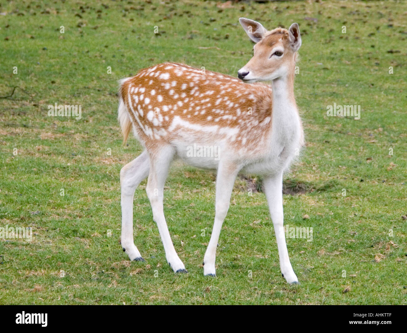 Deer standing hi-res stock photography and images - Alamy