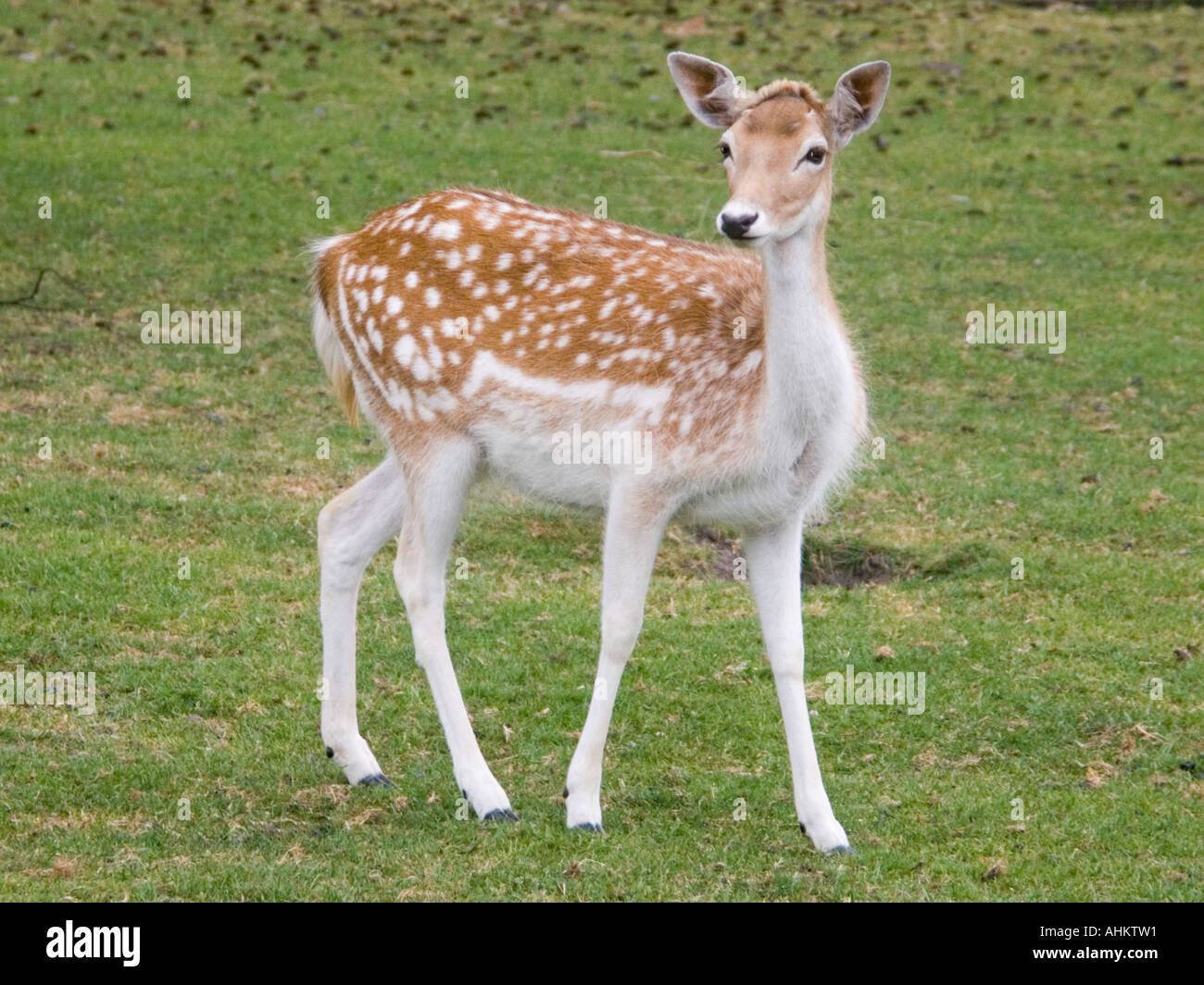 Young fallow deer standing Stock Photo - Alamy