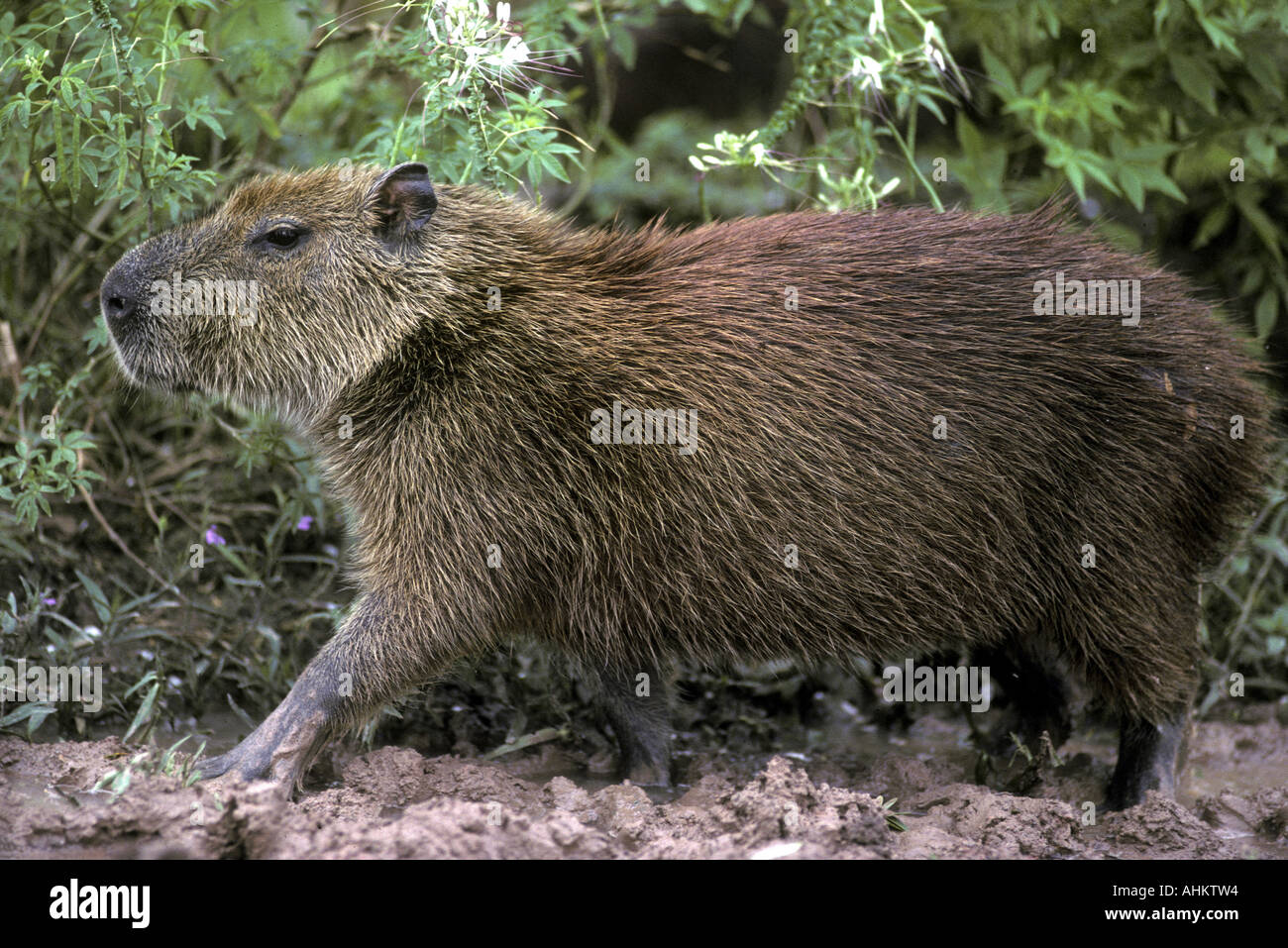 Venezuela Apure State Capybara Hydrochoerus hydrochaeris along flooded ...