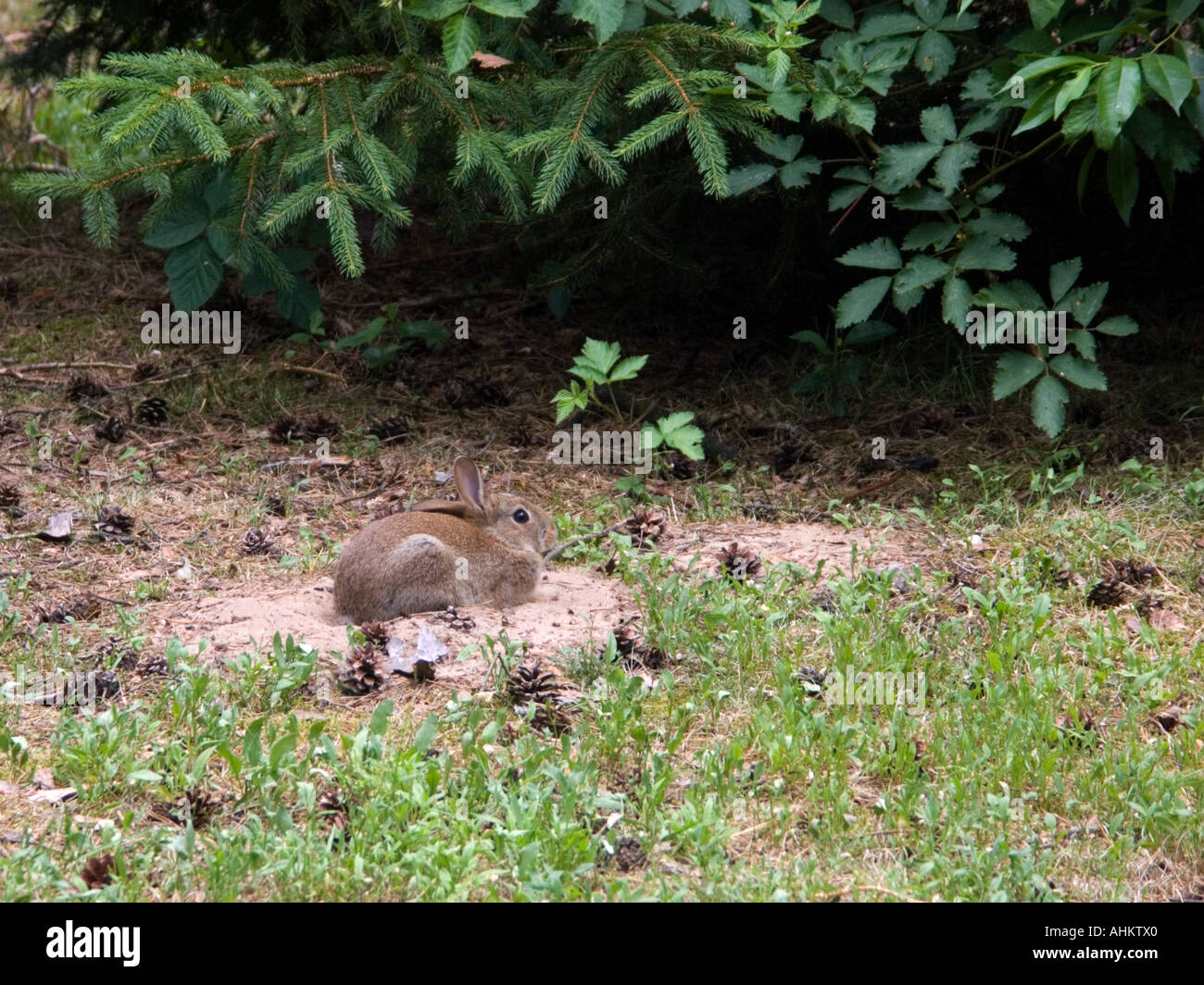 Young Rabbit in Woodland Stock Photo - Alamy