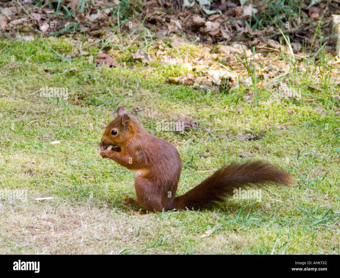 Red Squirrel Eating Stock Photo - Alamy